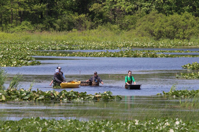 Finding peace in the pond | News, Sports, Jobs - Observer Today